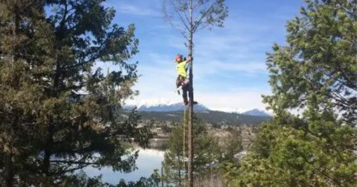 Monkey Monk Treeworker Ltd | Photo Gallery